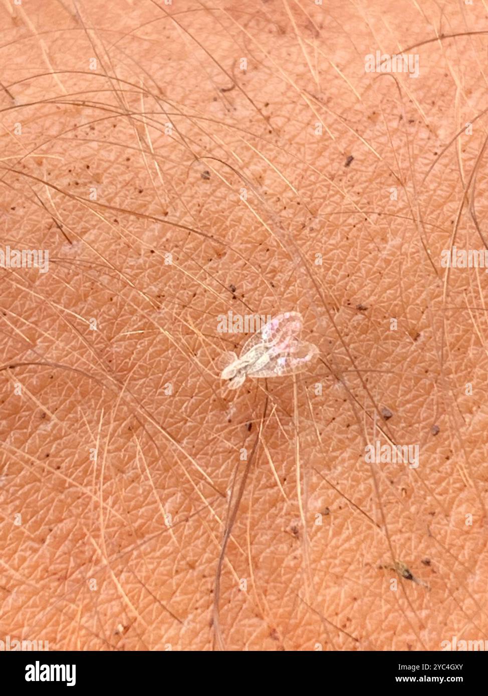 Banana lace-wing bug (Stephanitis typica) Insecta Stock Photo - Alamy