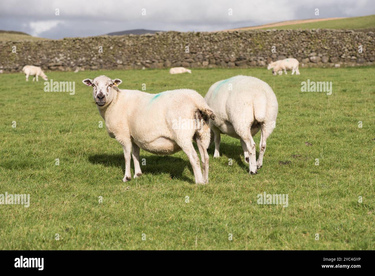 Ewe ready for the tupping season in Long Preston in October 2024 Stock ...