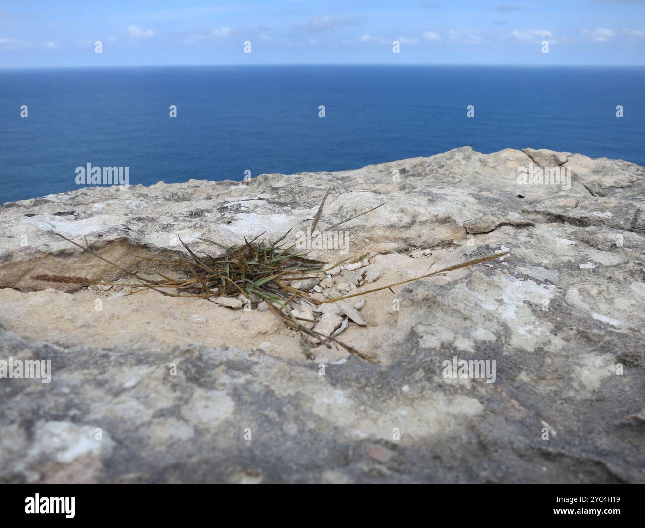(Sporobolus perrieri) Plantae Stock Photo - Alamy