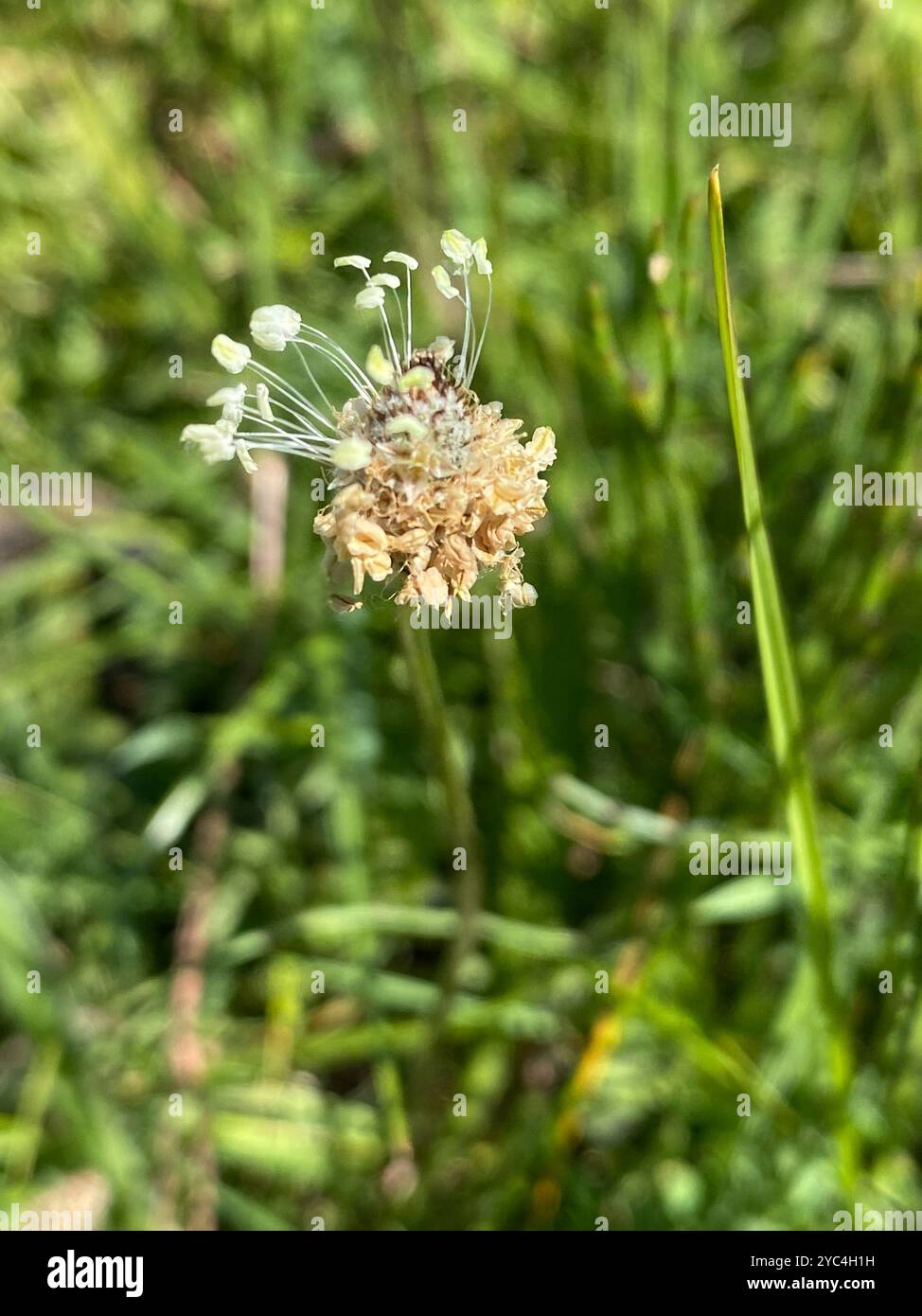ribwort plantain (Plantago lanceolata) Plantae Stock Photo - Alamy