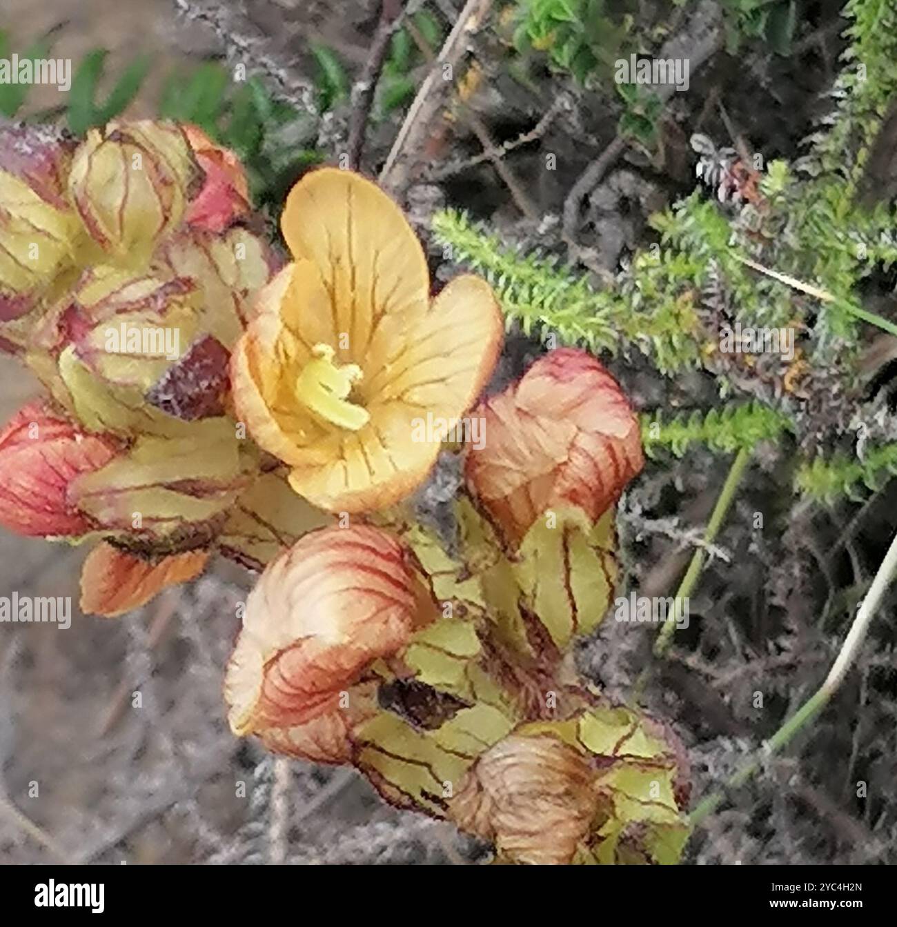 Fynbos Paintflower (Alectra lurida) Plantae Stock Photo - Alamy