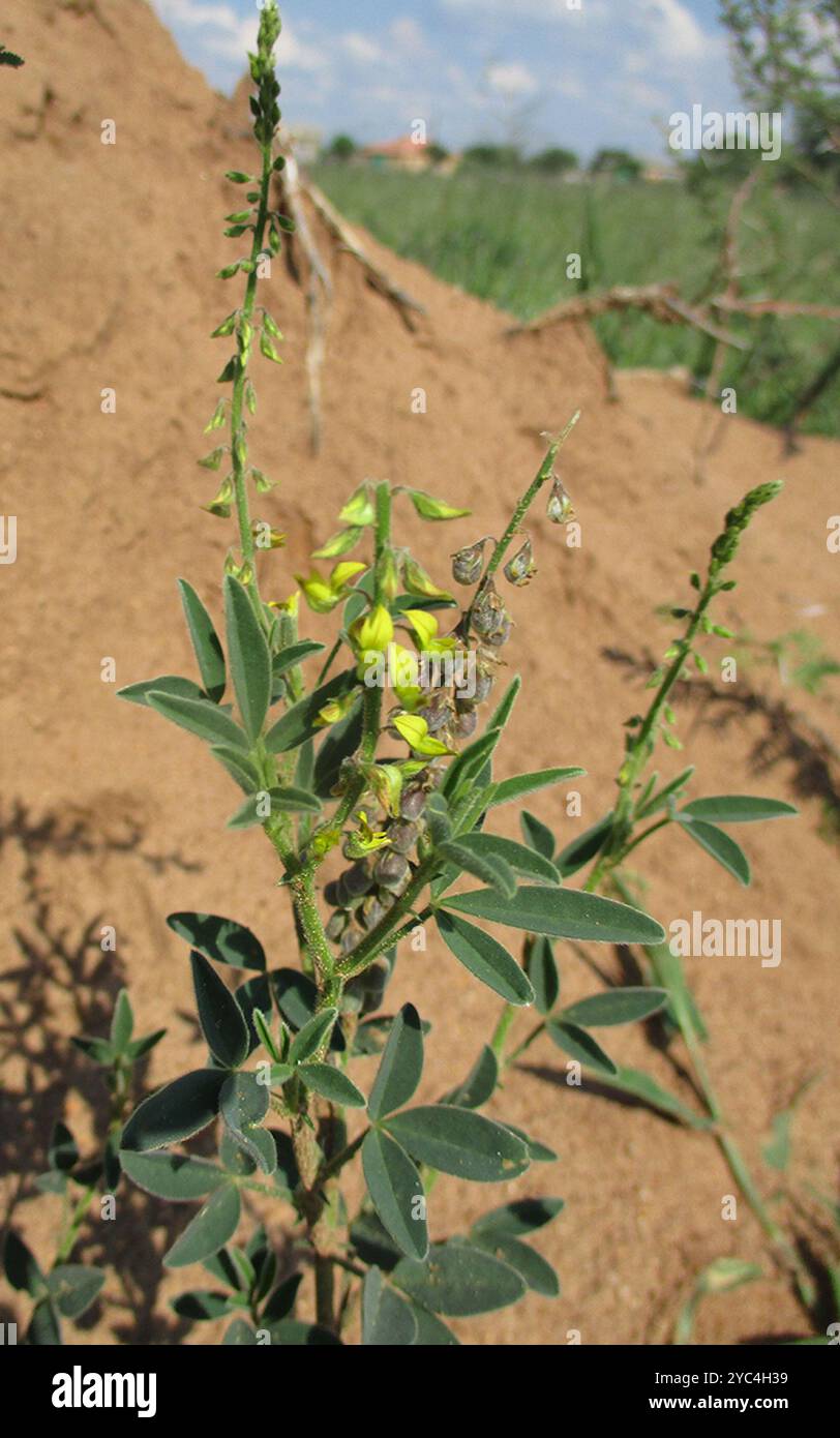 Mealie Rattlepod (Crotalaria sphaerocarpa) Plantae Stock Photo - Alamy