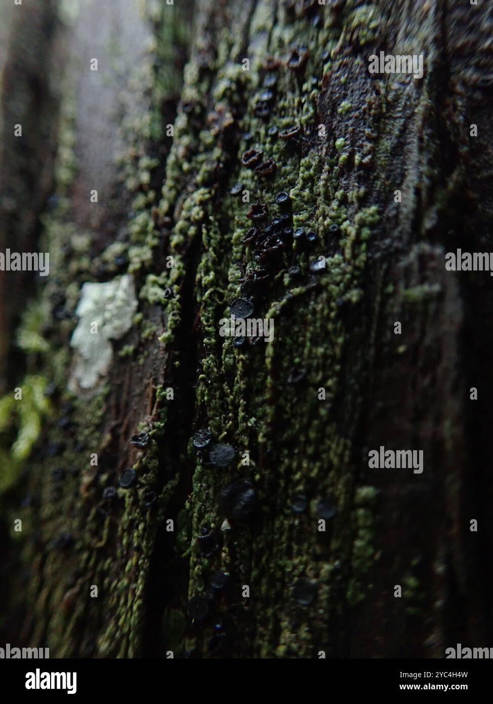 Lopadium hi-res stock photography and images - Alamy