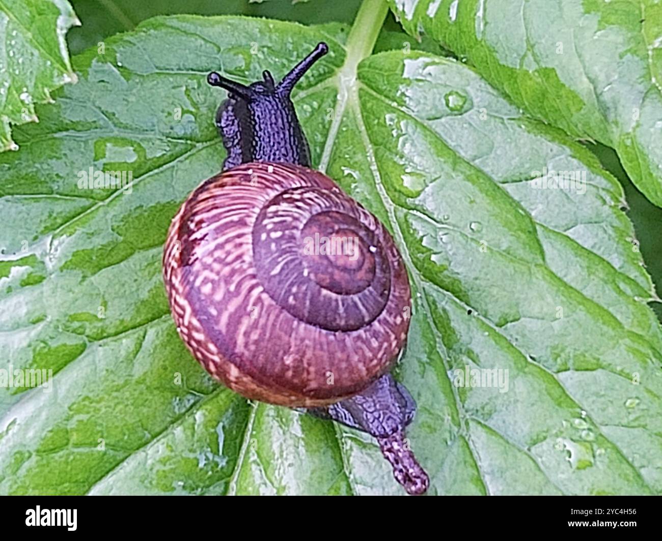 Copse Snail (Arianta arbustorum) Mollusca Stock Photo - Alamy