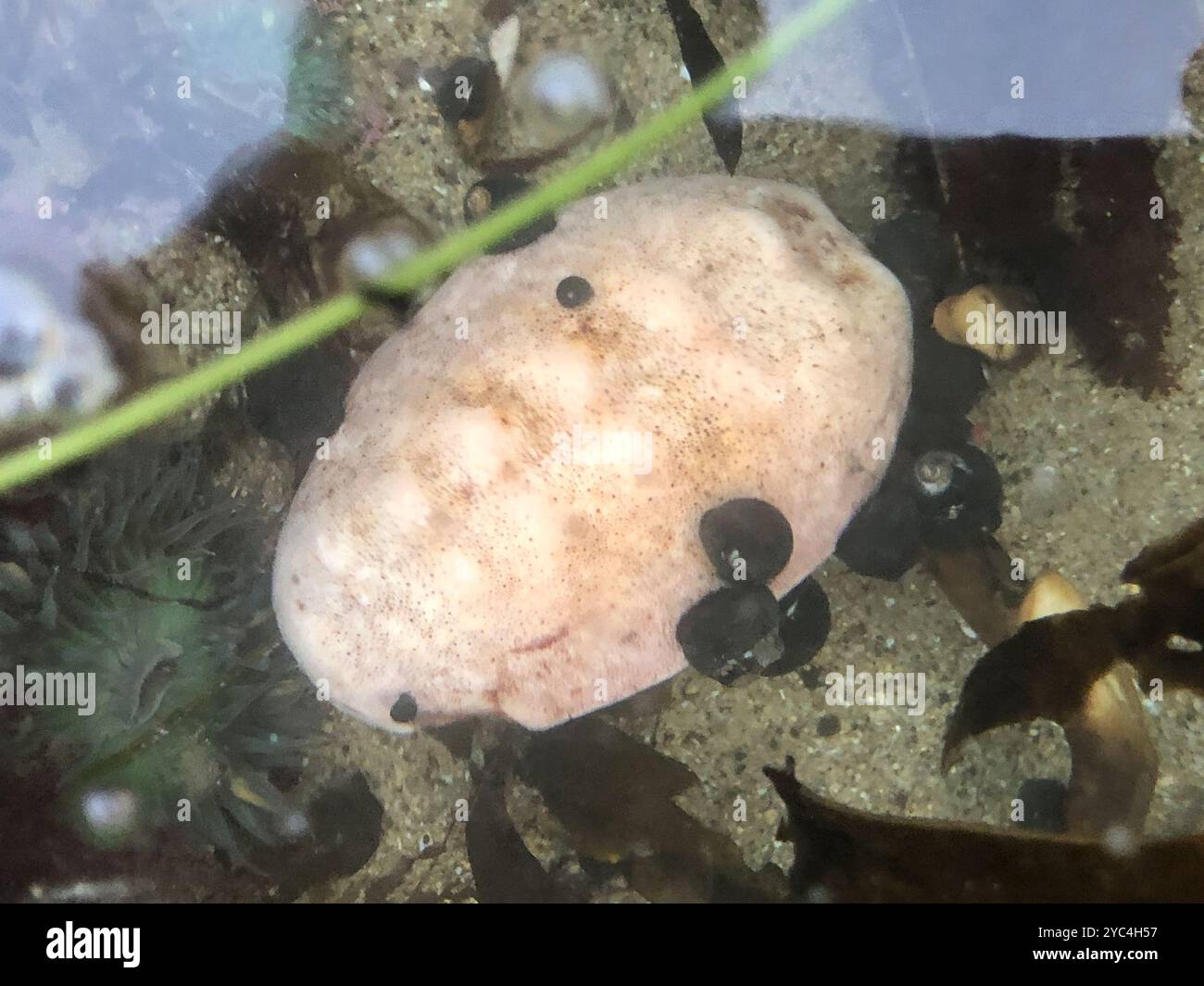 Gumboot Chiton (Cryptochiton stelleri) Mollusca Stock Photo - Alamy