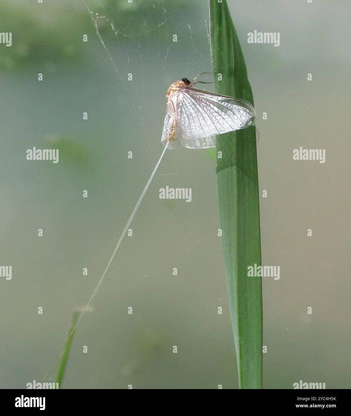 Mayflies (Ephemeroptera) Insecta Stock Photo - Alamy