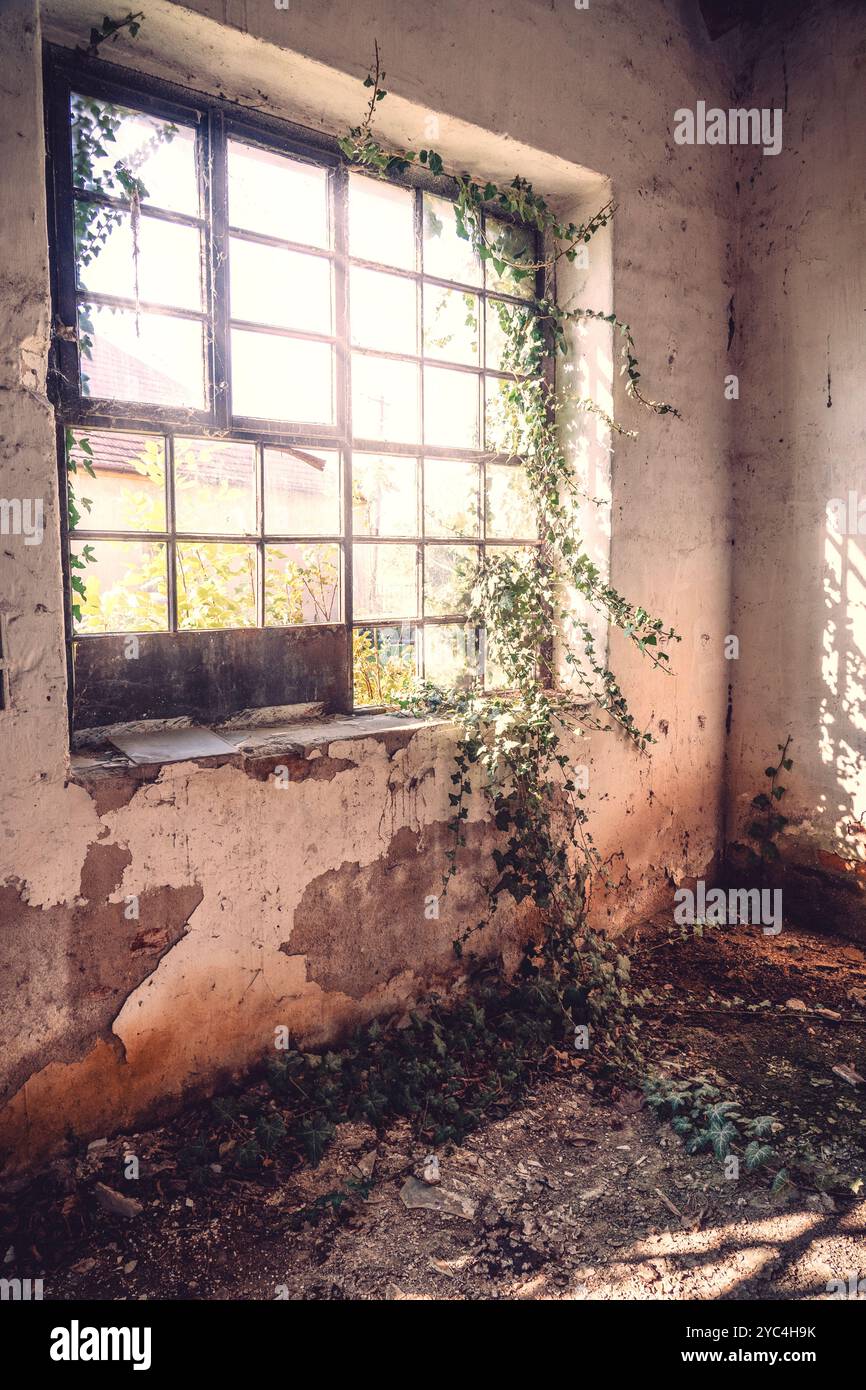abandoned building window with sun rays and ivy Stock Photo - Alamy