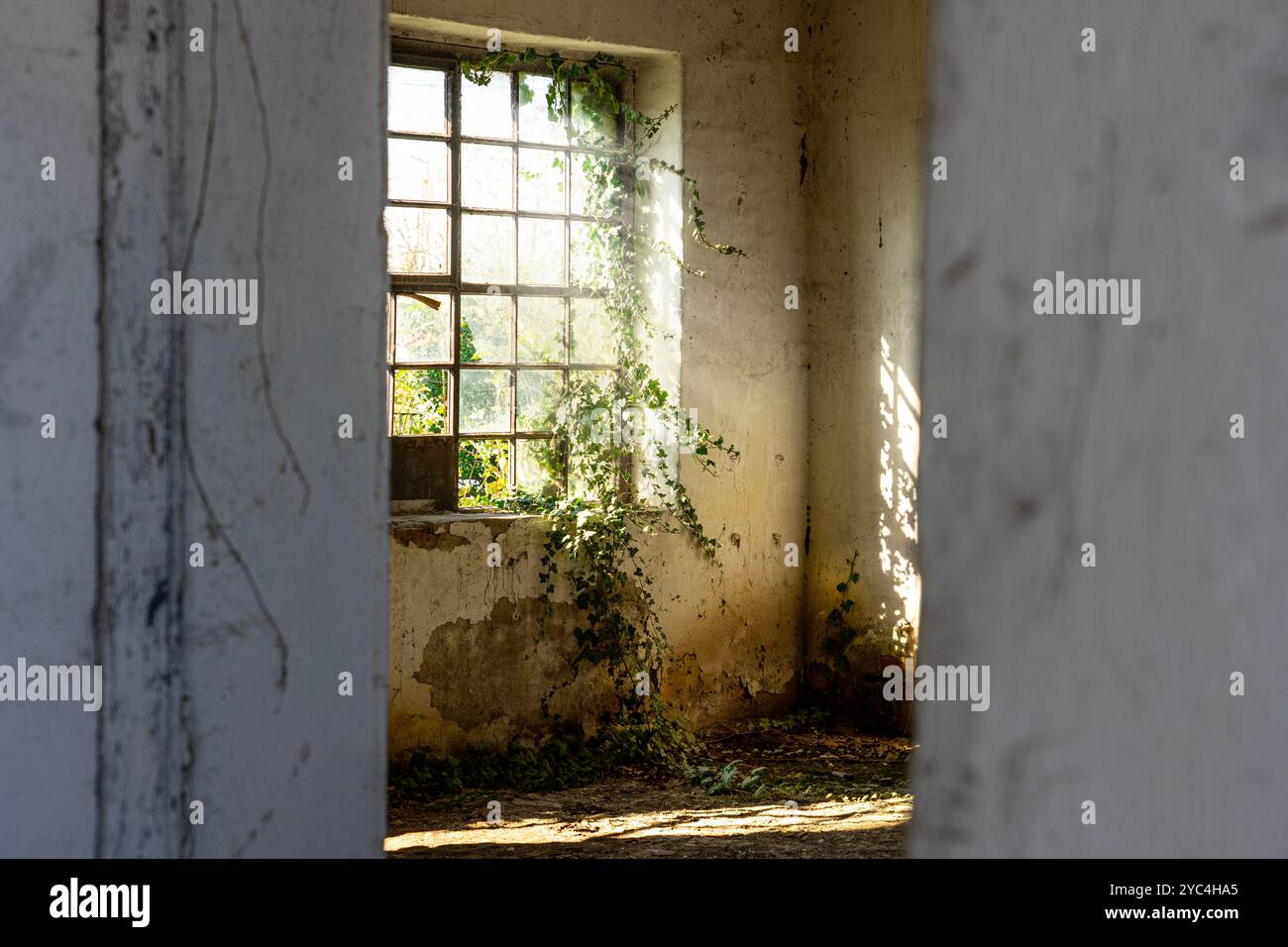 abandoned building window with sun rays and ivy Stock Photo - Alamy
