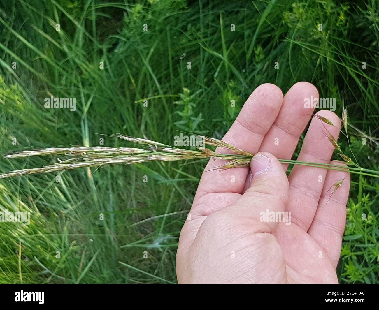 tall oat grass (Arrhenatherum elatius) Plantae Stock Photo - Alamy