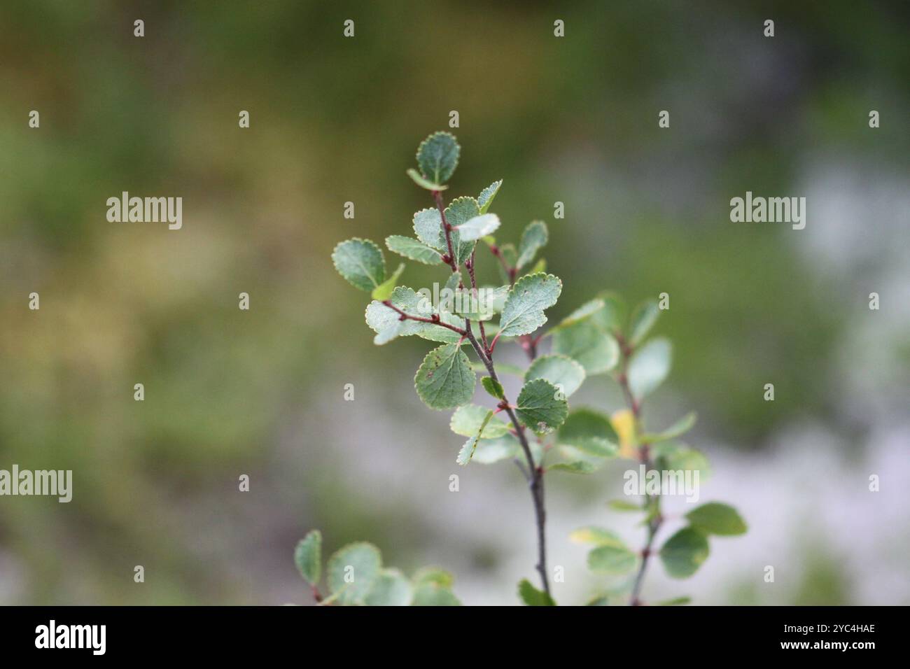 dwarf resin birch (Betula glandulosa) Plantae Stock Photo - Alamy