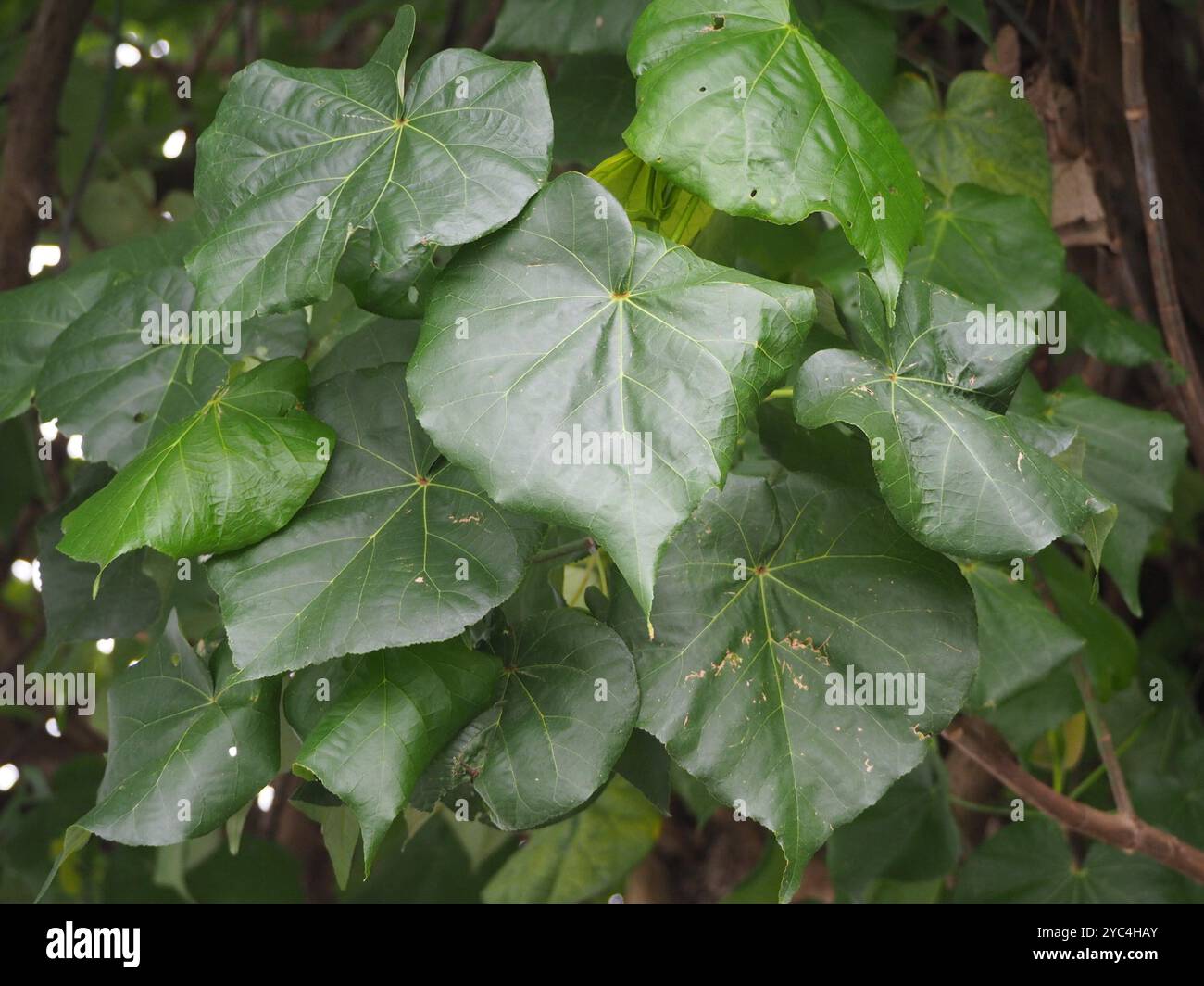 sea hibiscus (Hibiscus tiliaceus) Plantae Stock Photo - Alamy