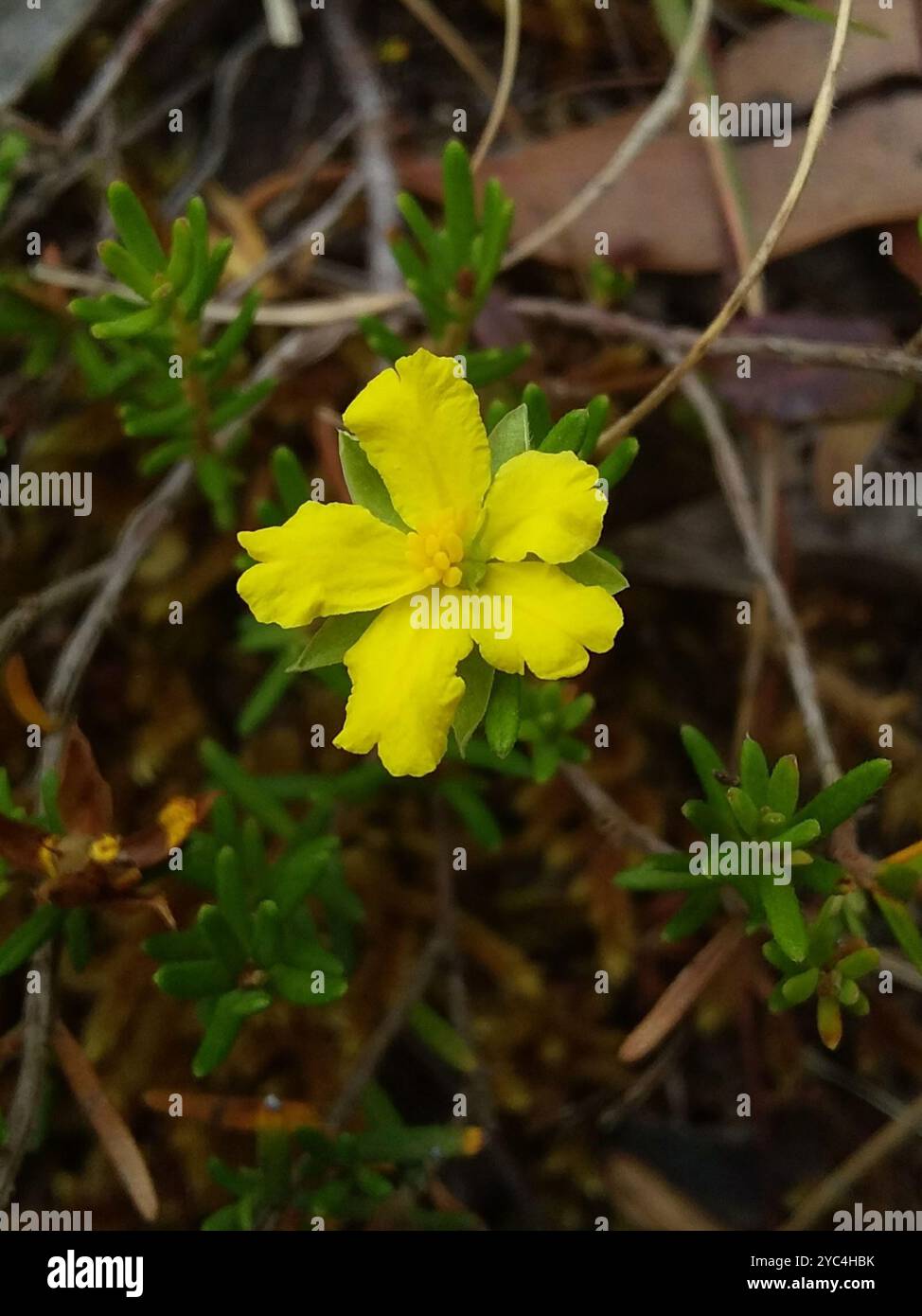 Erect Guinea-flower (Hibbertia riparia) Plantae Stock Photo - Alamy