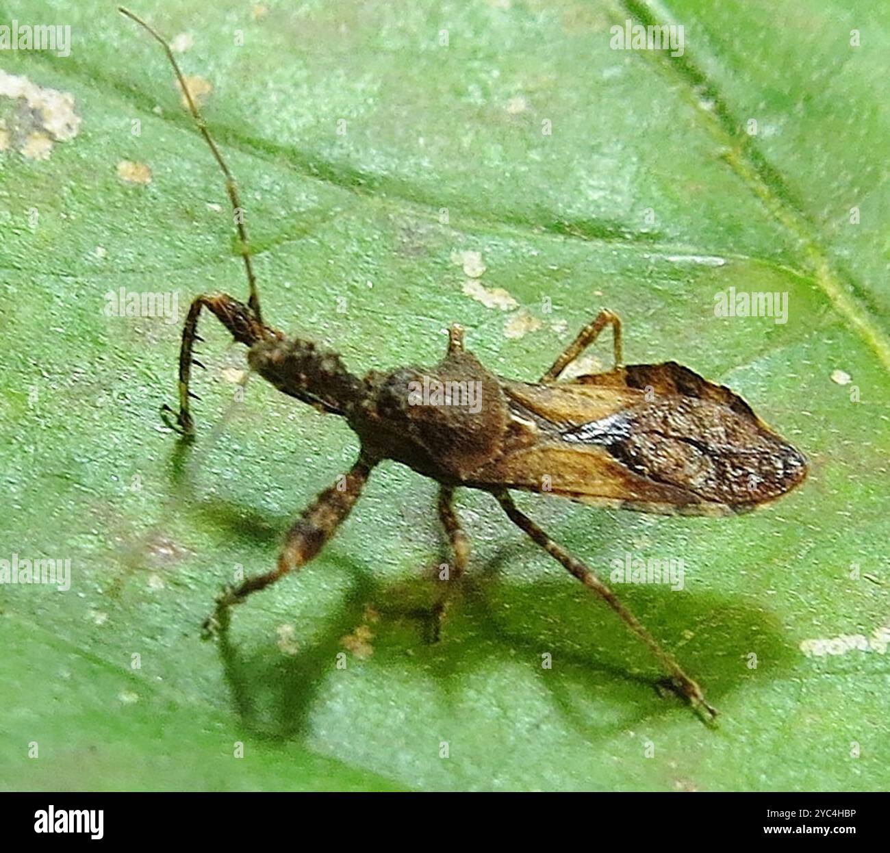Sinea spinipes hi-res stock photography and images - Alamy