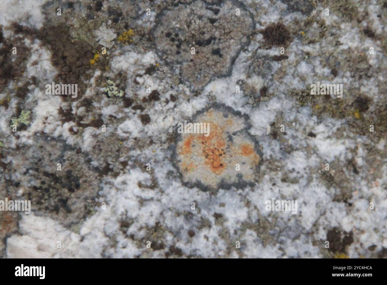 Big-disk pebble lichen (Porpidia macrocarpa) Fungi Stock Photo - Alamy