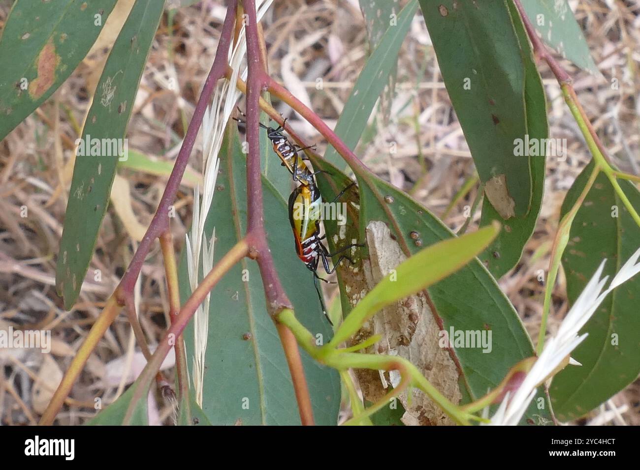 Harlequin Red Bug (Dindymus versicolor) Insecta Stock Photo - Alamy