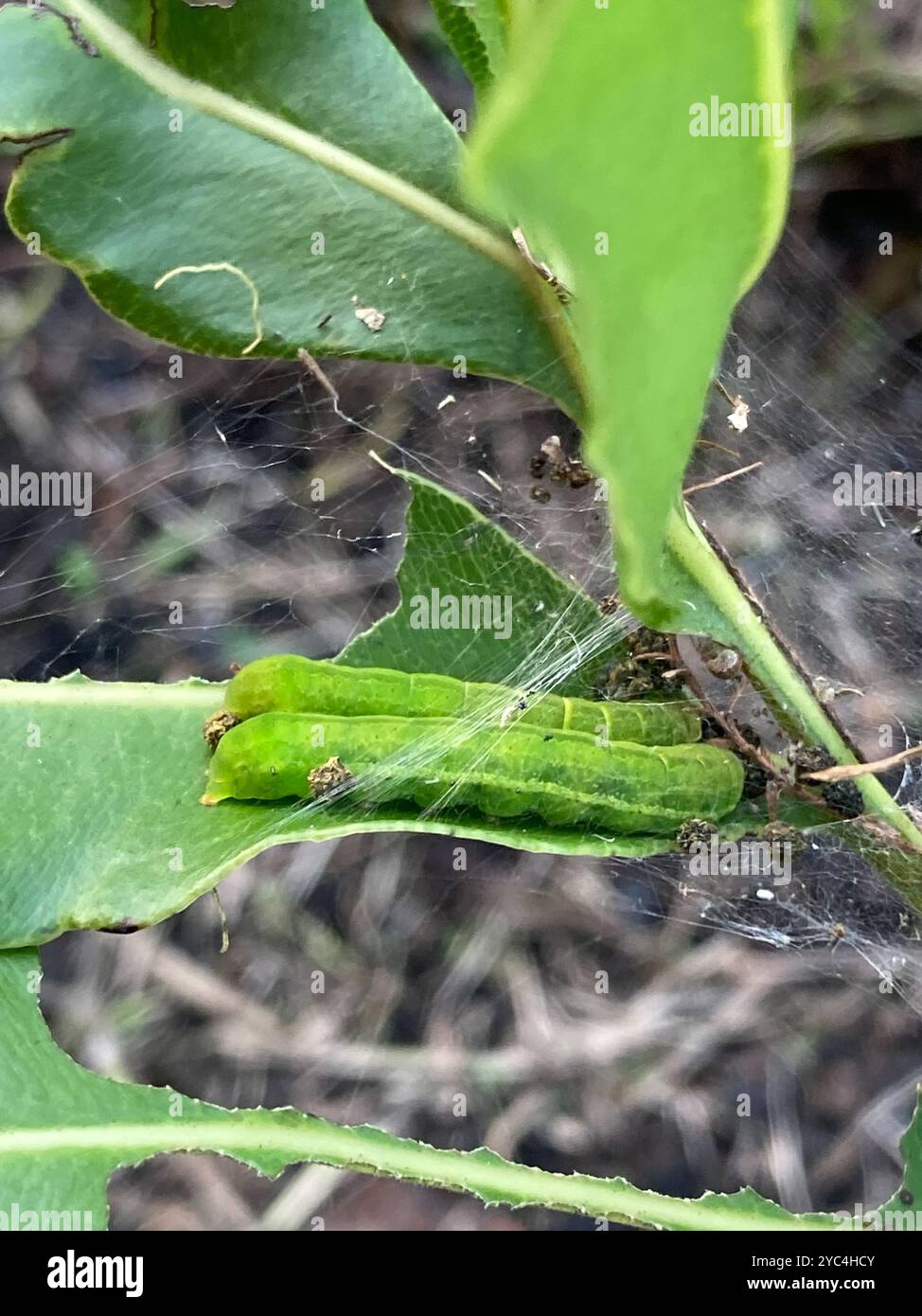 Florida Fern Moth (Callopistria floridensis) Insecta Stock Photo - Alamy