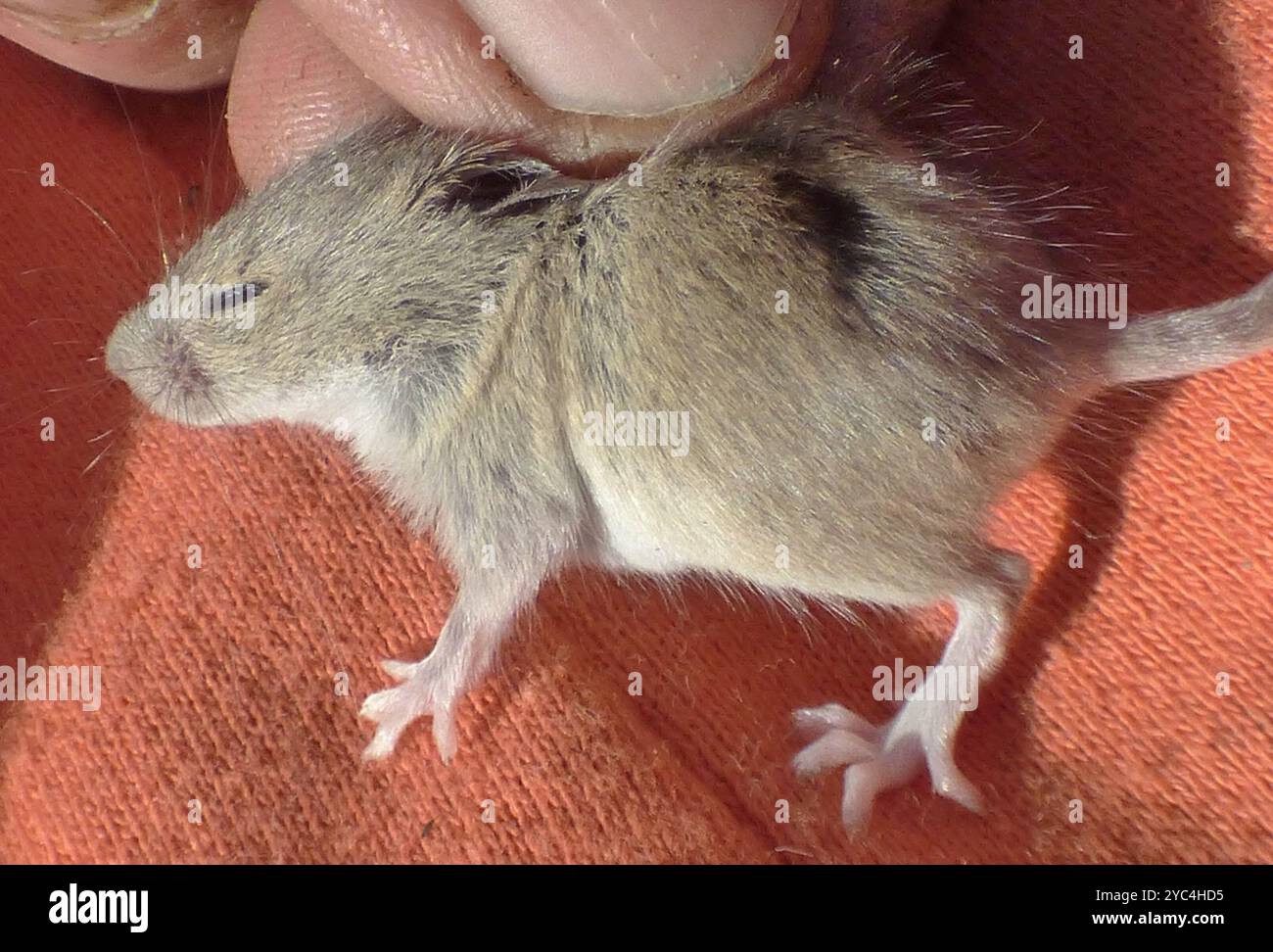 Eastern harvest mouse hi-res stock photography and images - Alamy