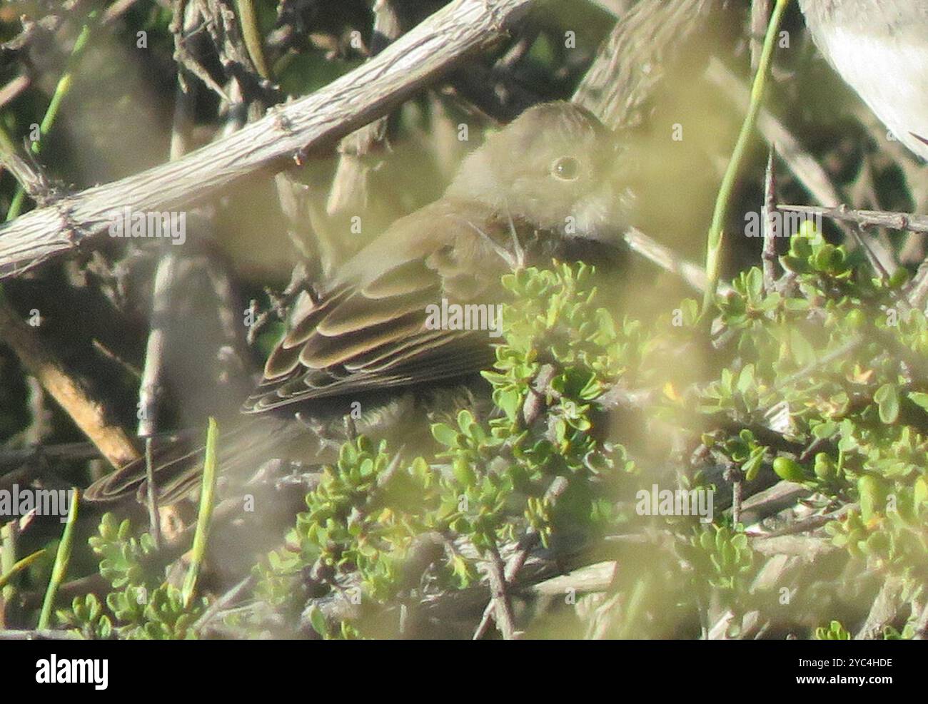 Diuca Finch (Diuca diuca) Aves Stock Photo - Alamy