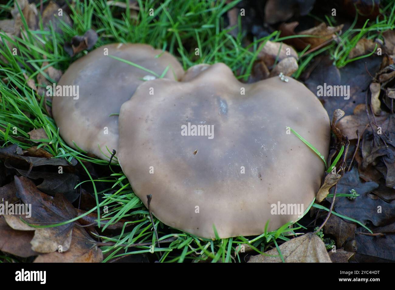 Field Blewit (Collybia personata) Fungi Stock Photo - Alamy
