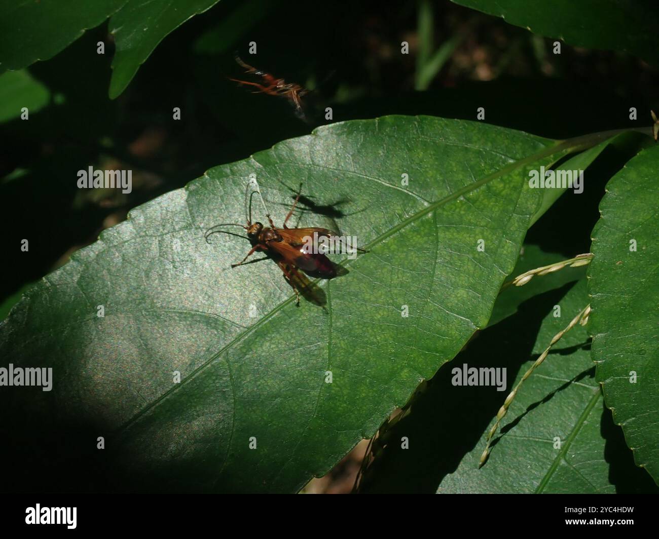 Spider Wasps (Pompilidae) Insecta Stock Photo - Alamy