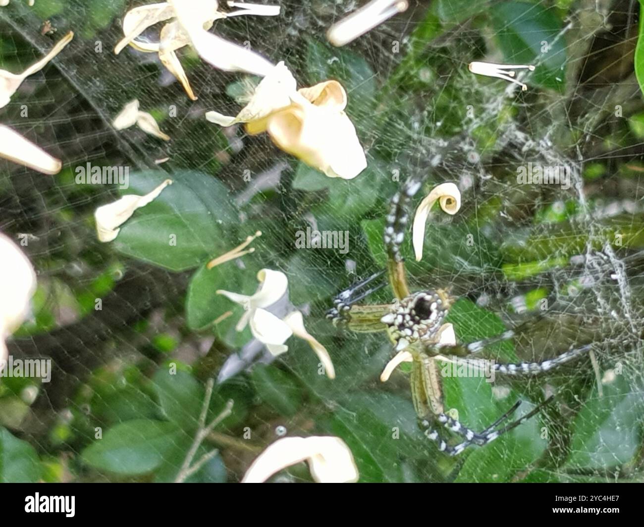 Dome Web Spider (Cyrtophora moluccensis) Arachnida Stock Photo - Alamy