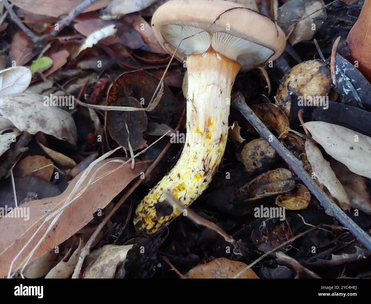 Spikes (Gomphidius) Fungi Stock Photo - Alamy