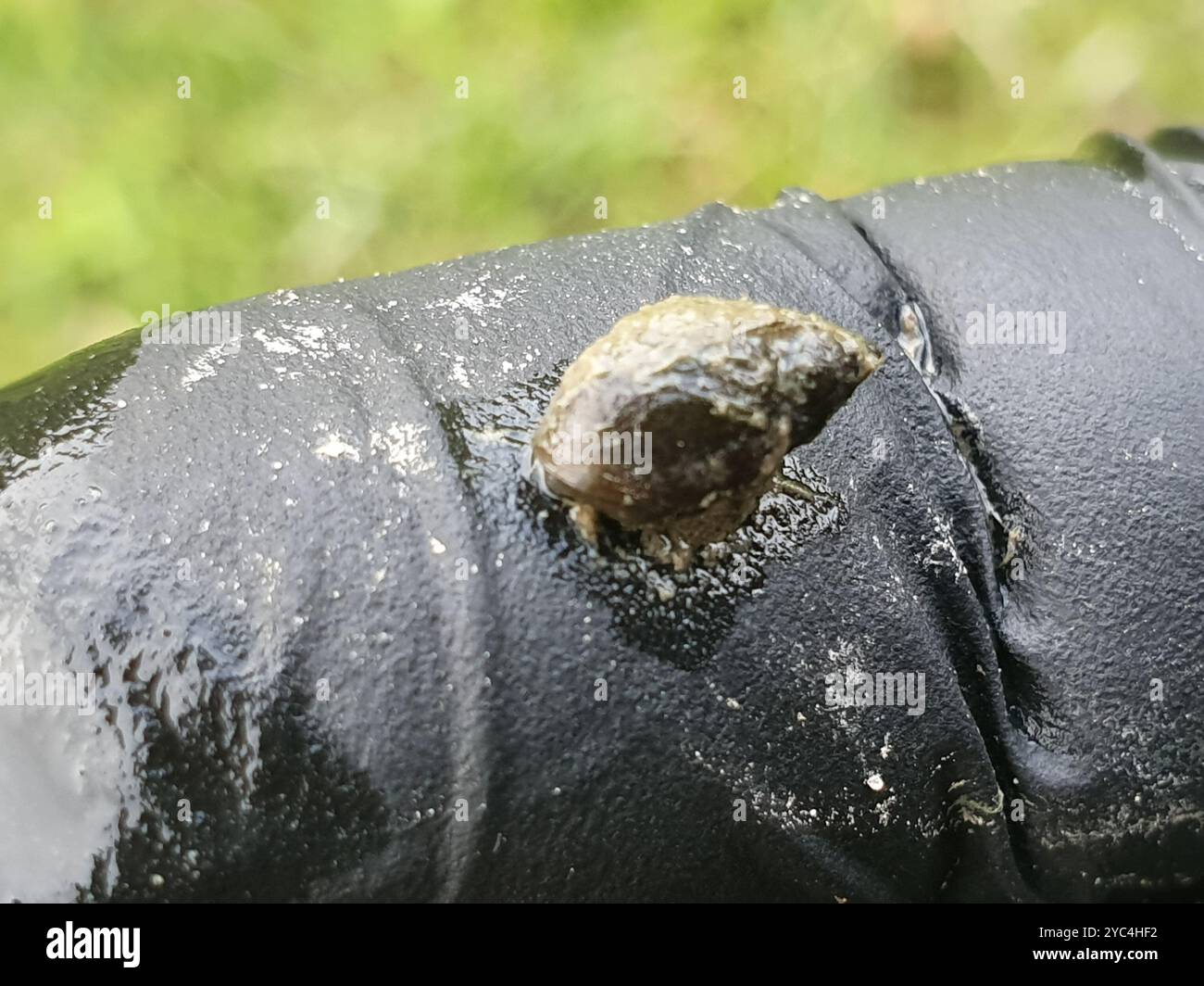 Acute Bladder Snail (Physella acuta) Mollusca Stock Photo - Alamy