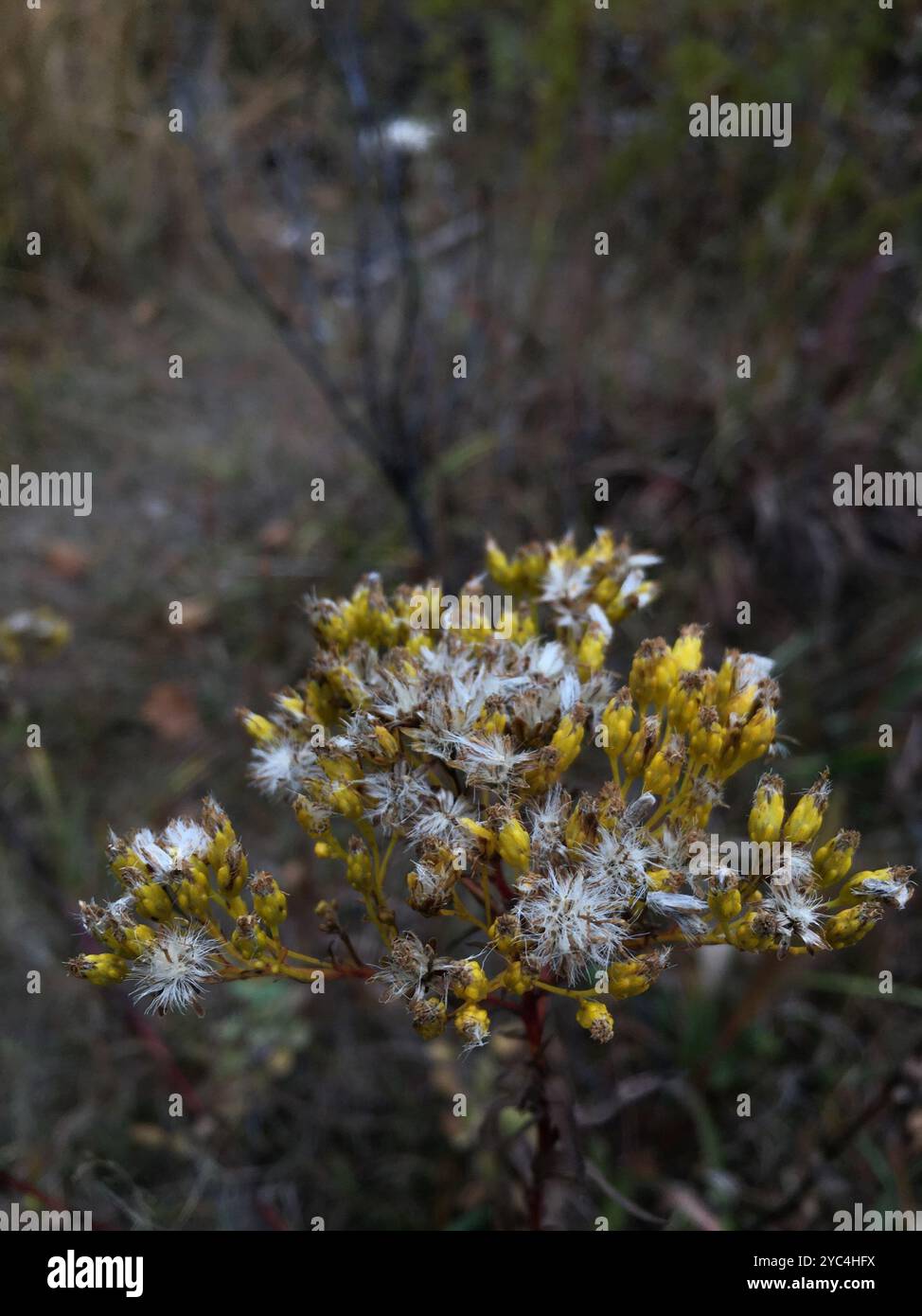 Ohioensis hi-res stock photography and images - Alamy