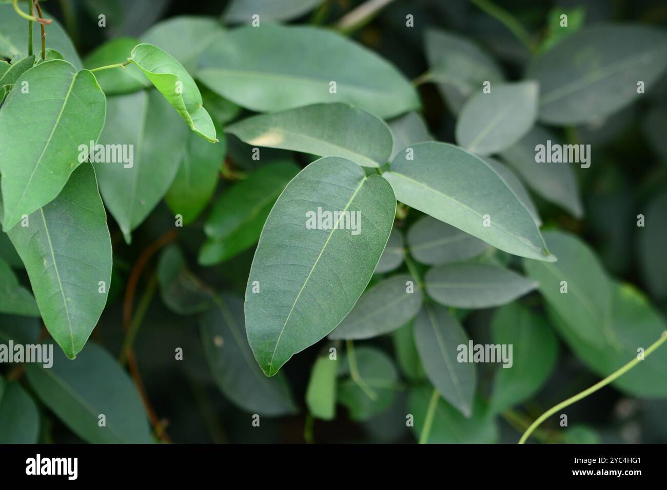 Common Derris (Derris trifoliata) Plantae Stock Photo - Alamy