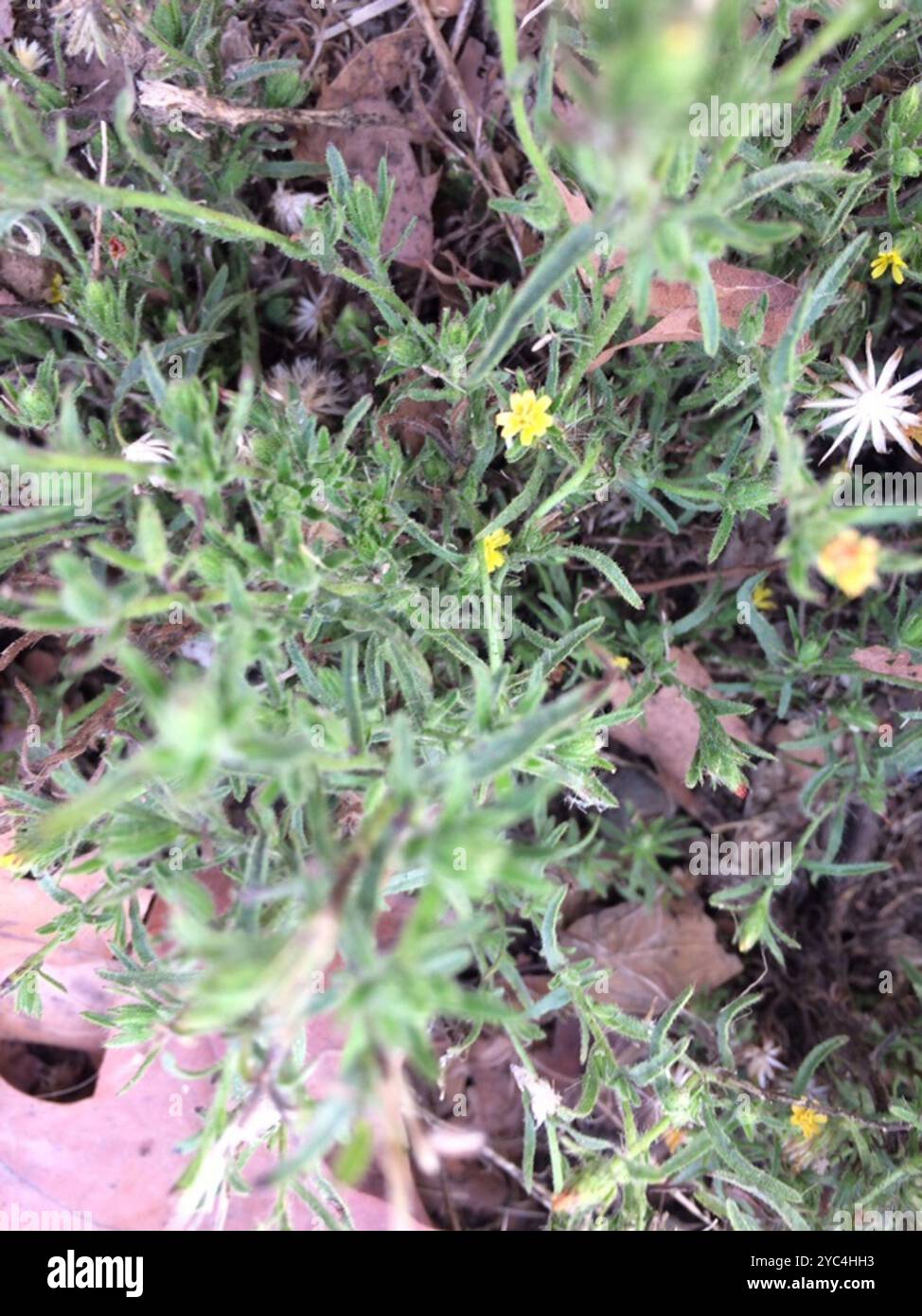 Stinkwort (Dittrichia graveolens) Plantae Stock Photo - Alamy