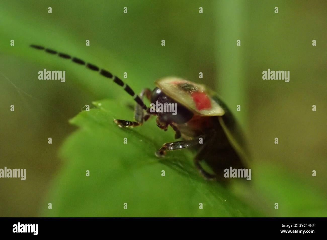 Common Eastern Firefly (Photinus pyralis) Insecta Stock Photo - Alamy