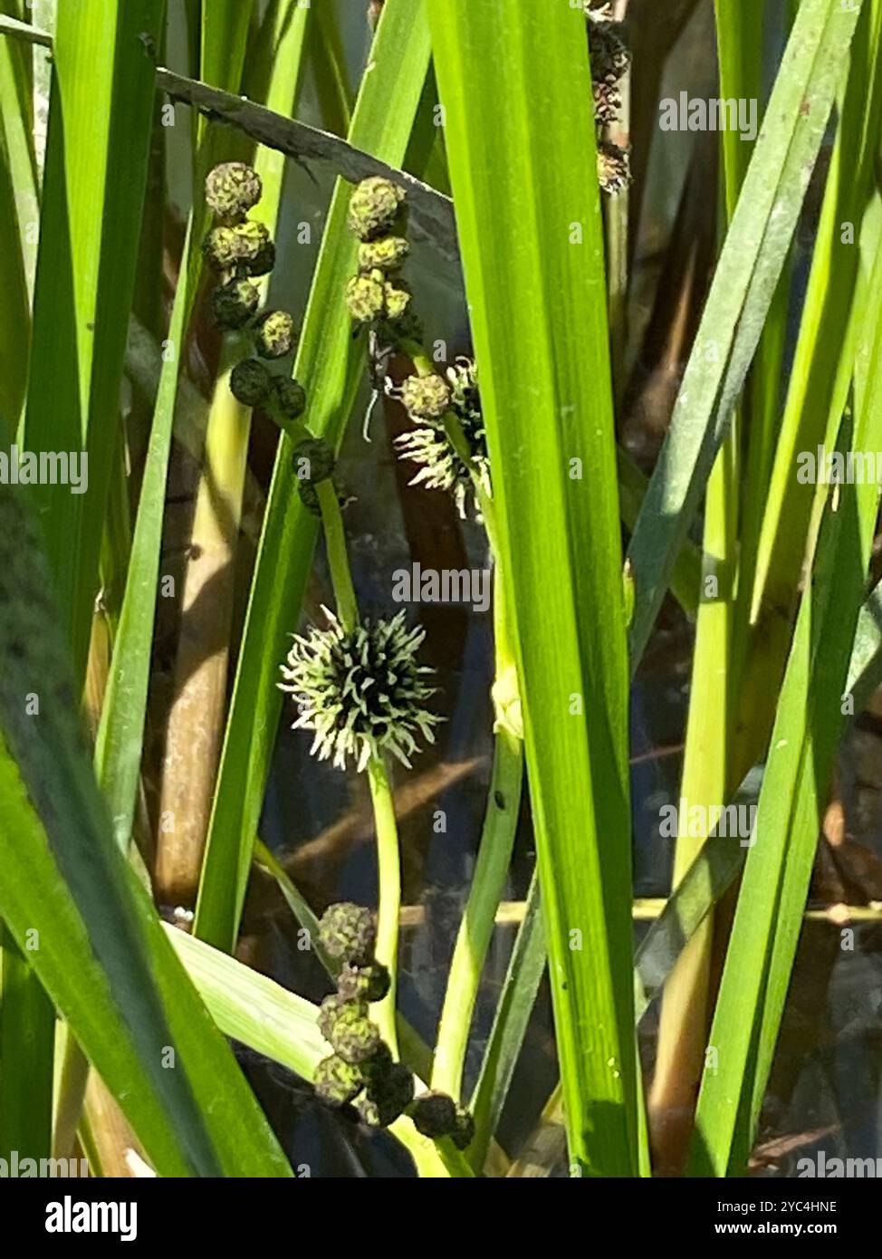 Branched Bur-reed (Sparganium erectum) Plantae Stock Photo - Alamy