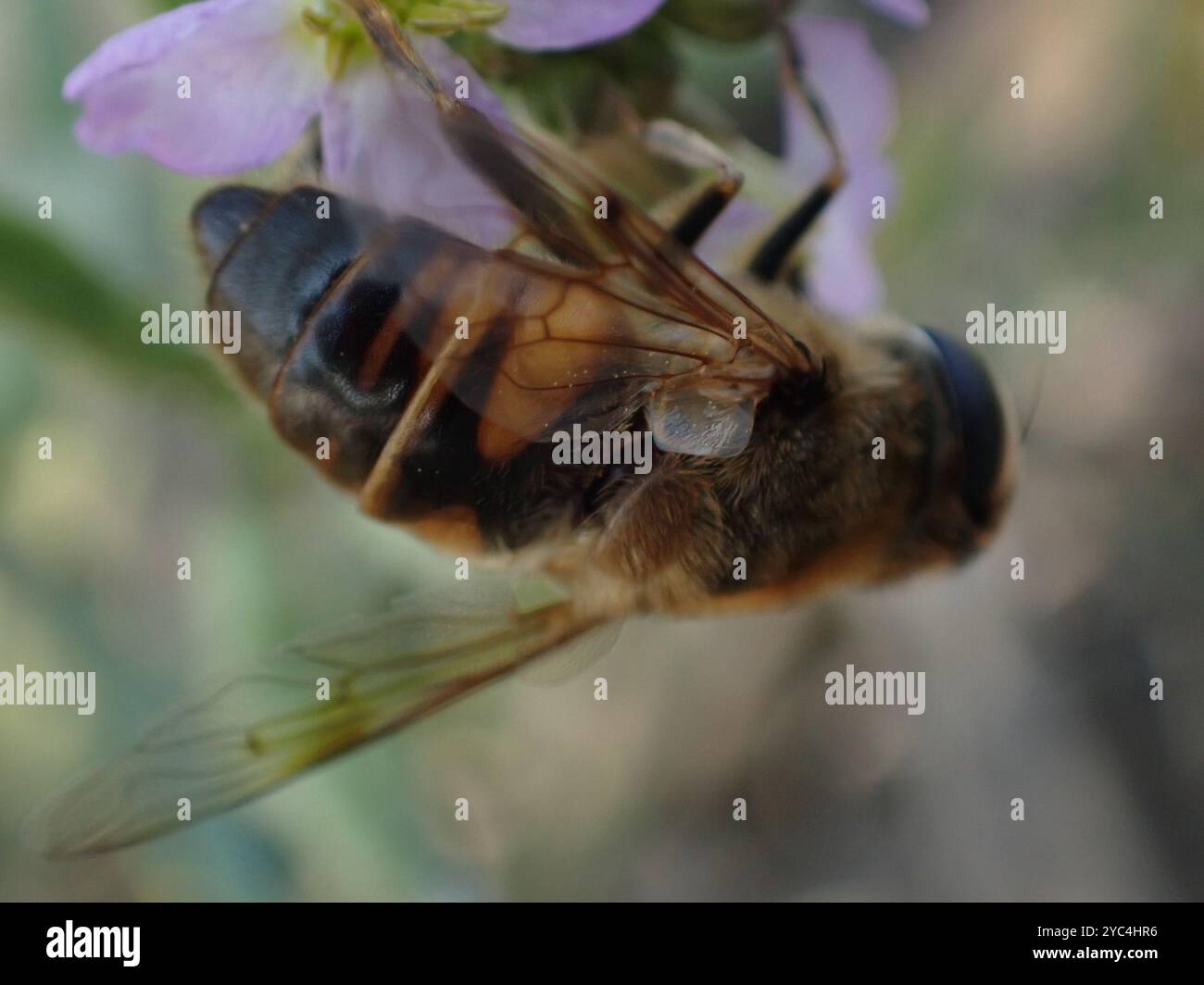 Common Drone Fly (Eristalis tenax) Insecta Stock Photo - Alamy