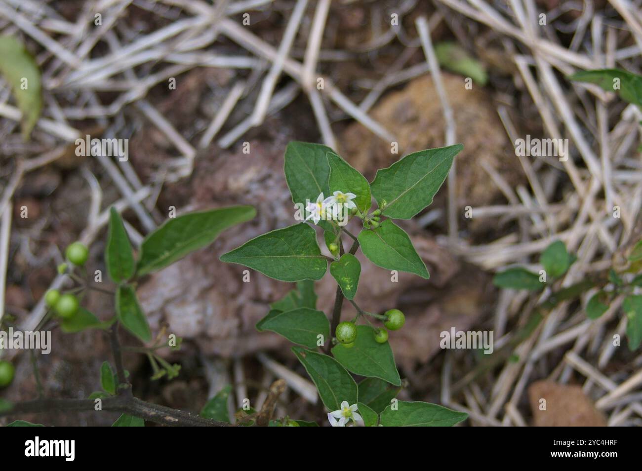 American black nightshade (Solanum americanum) Plantae Stock Photo - Alamy