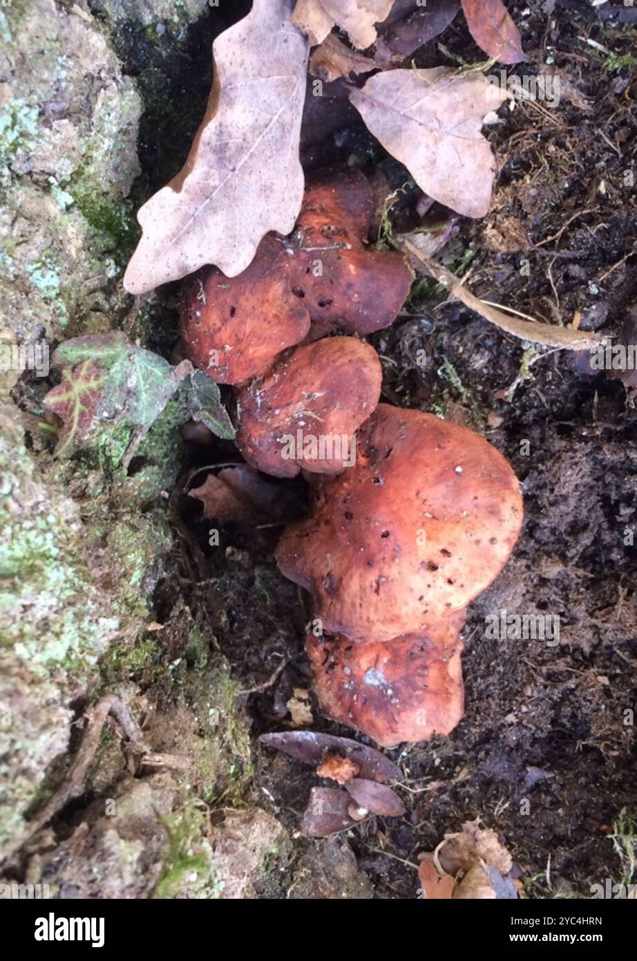 Spindleshank (Gymnopus fusipes) Fungi Stock Photo - Alamy