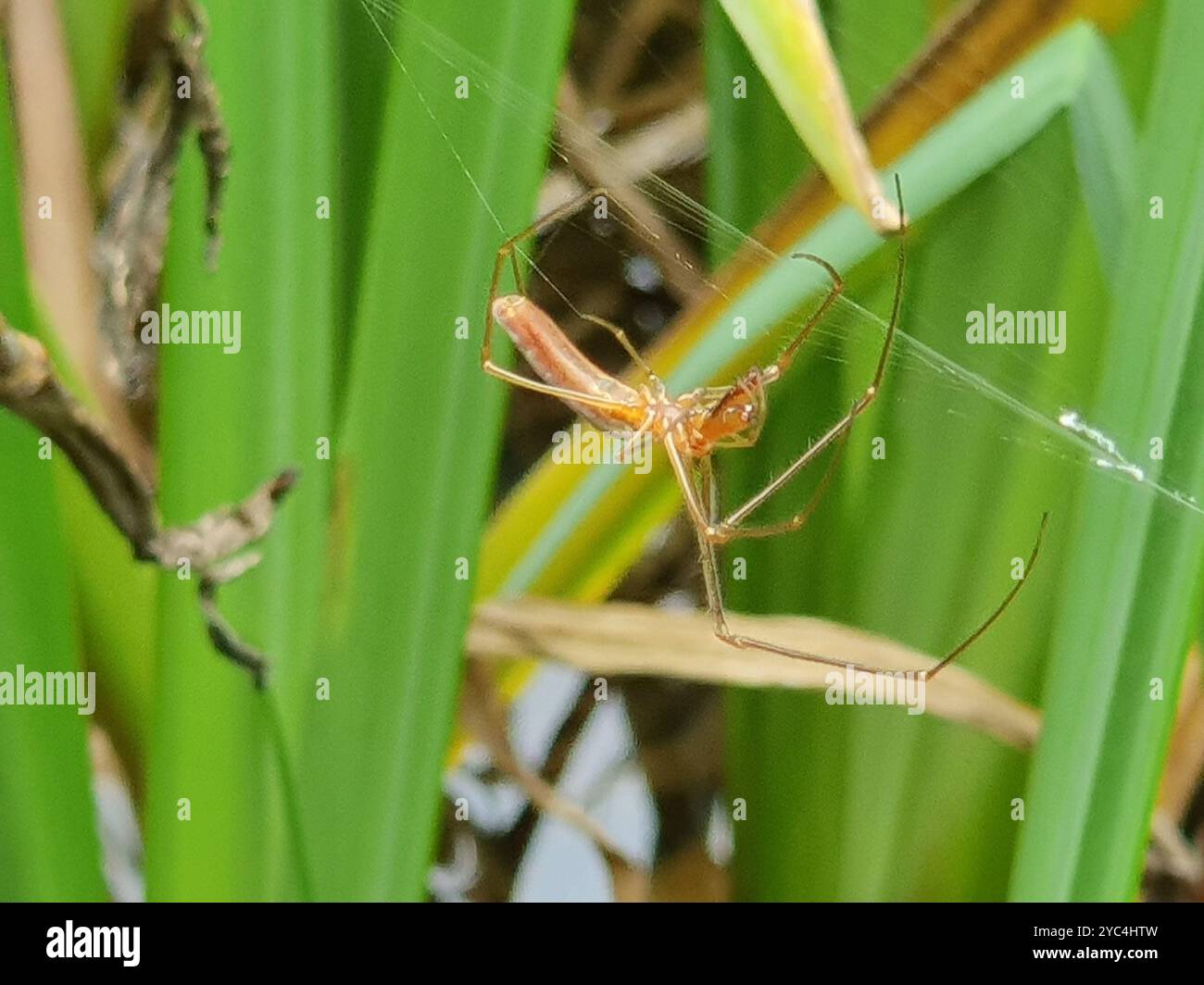 Stretch Spiders (Tetragnatha) Arachnida Stock Photo - Alamy