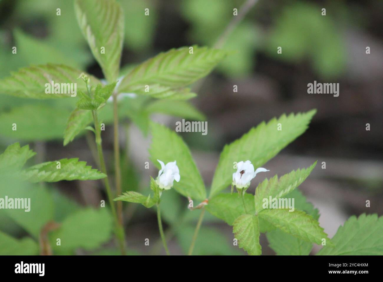 dwarf raspberry (Rubus pubescens) Plantae Stock Photo - Alamy