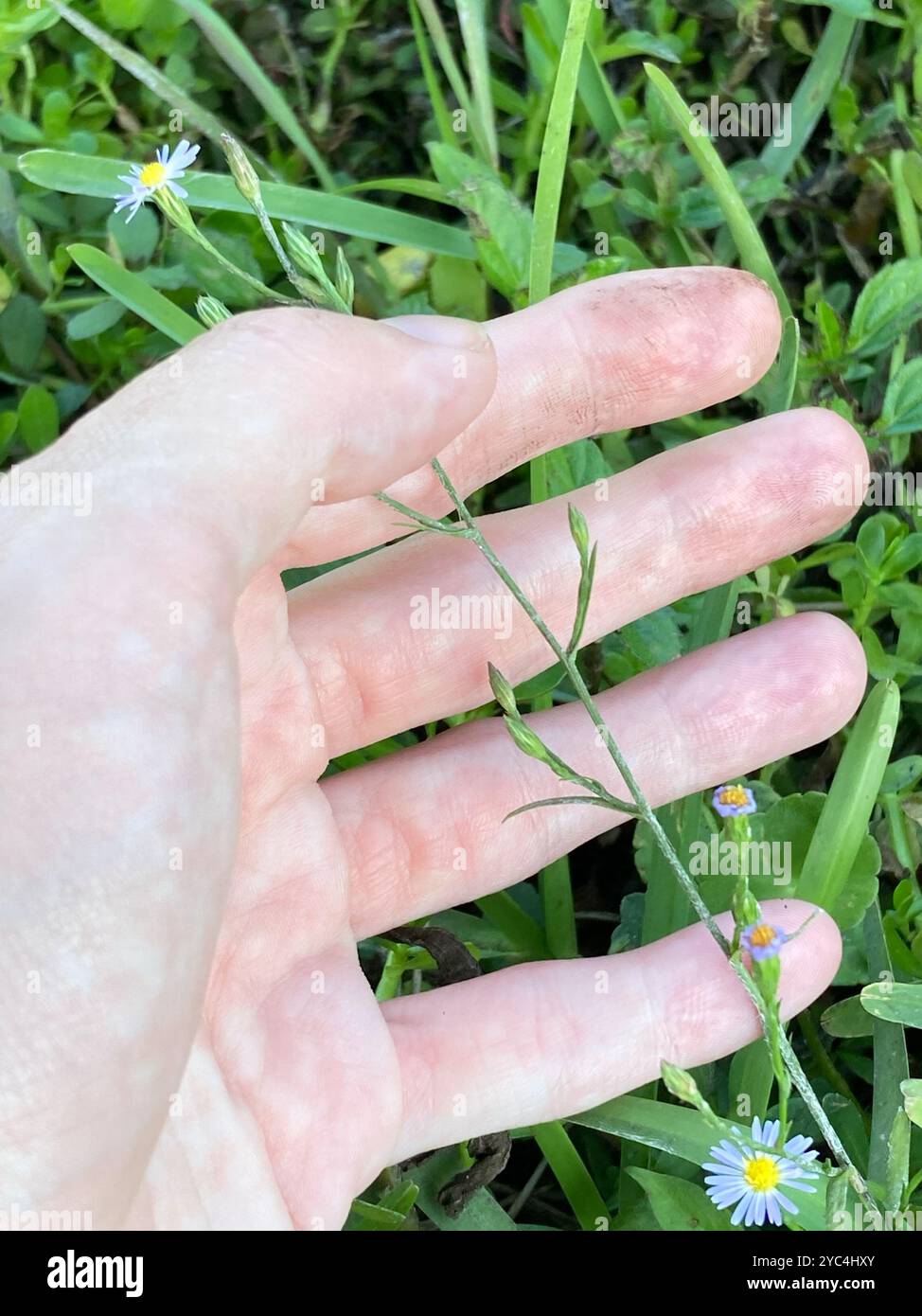 Bahaman aster (Symphyotrichum bahamense) Plantae Stock Photo - Alamy