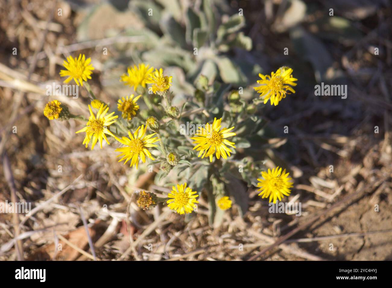 Telegraphweed (Heterotheca grandiflora) Plantae Stock Photo - Alamy
