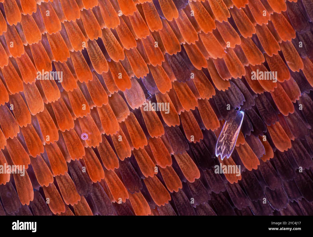 butterfly wing scales Stock Photo - Alamy