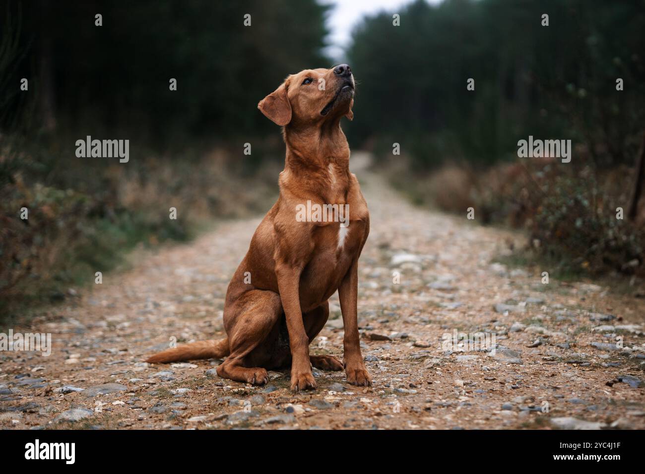 Brown dog, cute pet in a woodland forest setting Stock Photo - Alamy
