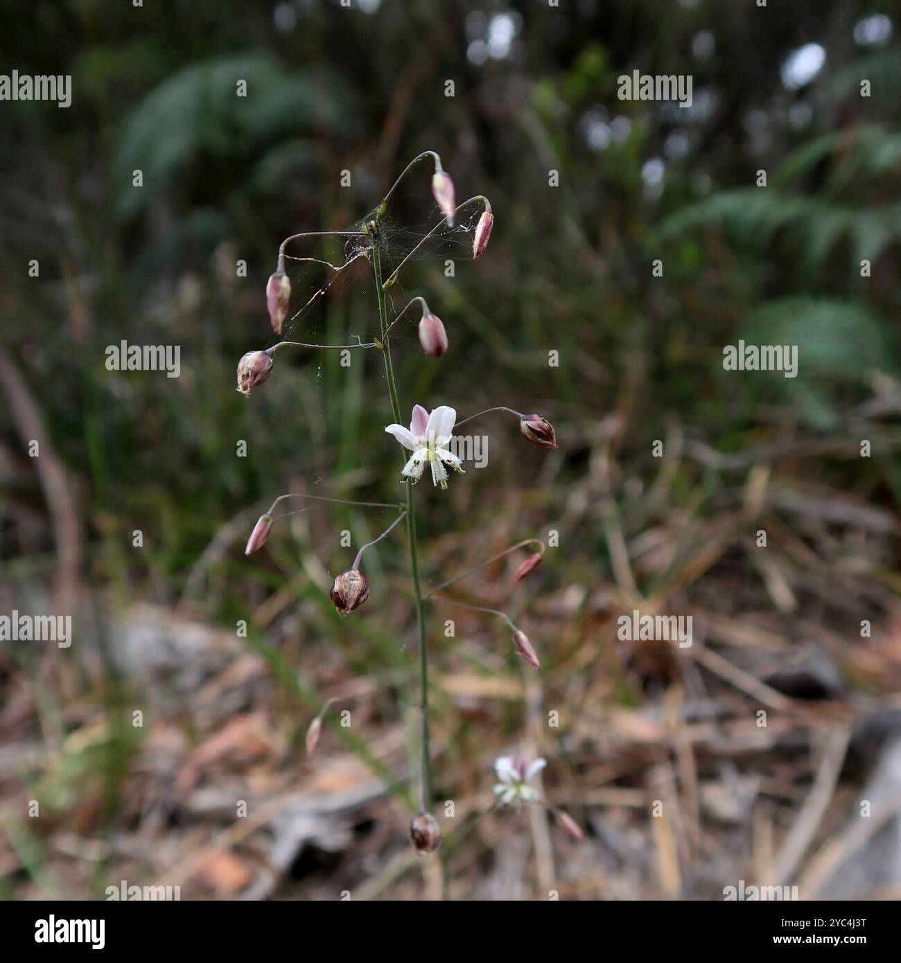 Milleflorum hi-res stock photography and images - Alamy