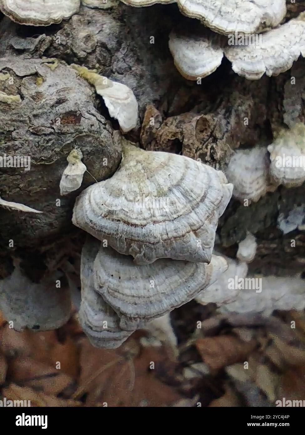 violet-toothed polypore (Trichaptum biforme) Fungi Stock Photo - Alamy