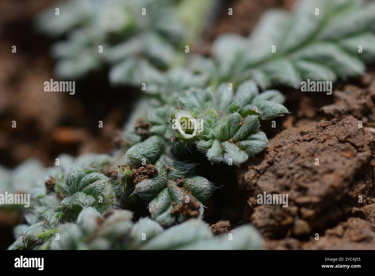 Coldenia hi-res stock photography and images - Alamy