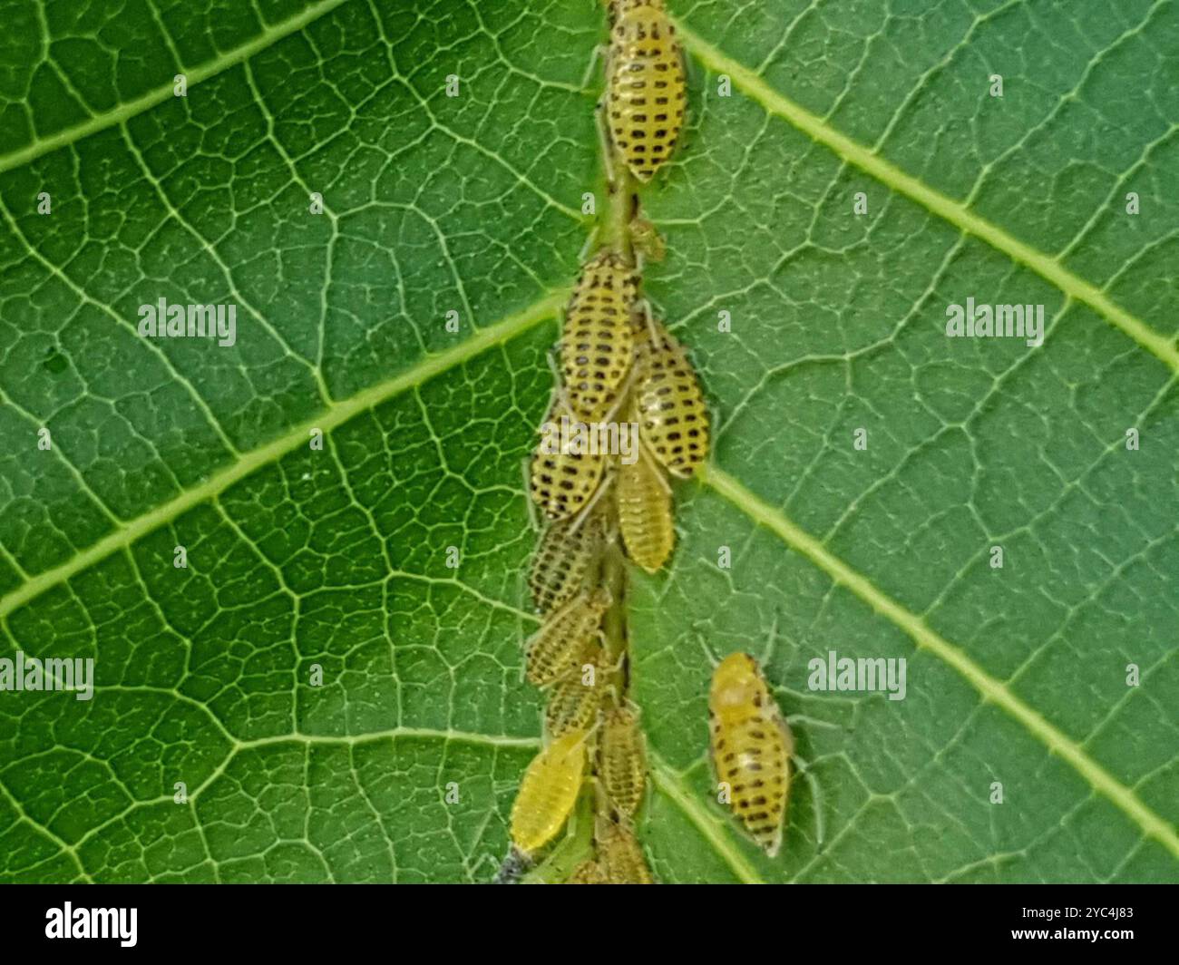 Walnut Aphid (Panaphis juglandis) Insecta Stock Photo - Alamy