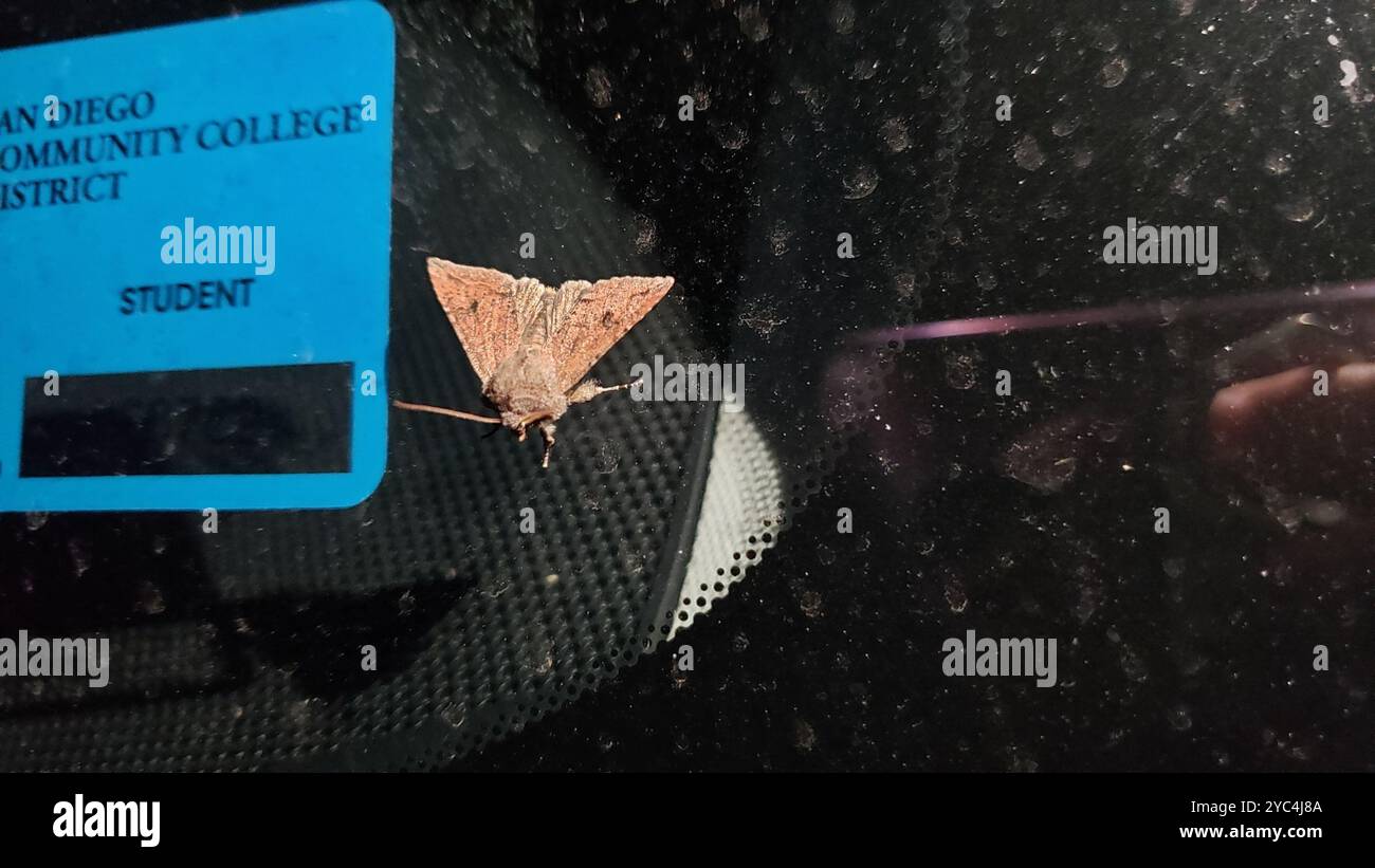 Cutworms and Dart Moths (Noctuinae) Insecta Stock Photo - Alamy