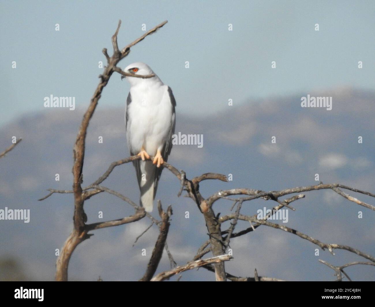 White-tailed Kite (Elanus leucurus) Aves Stock Photo - Alamy