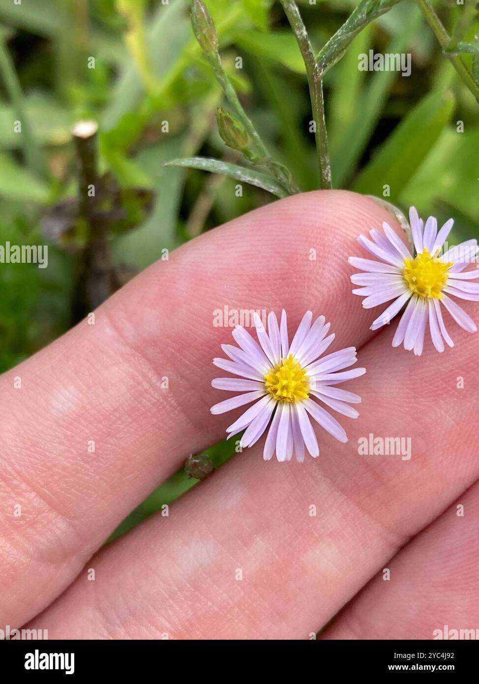 Bahaman aster (Symphyotrichum bahamense) Plantae Stock Photo - Alamy
