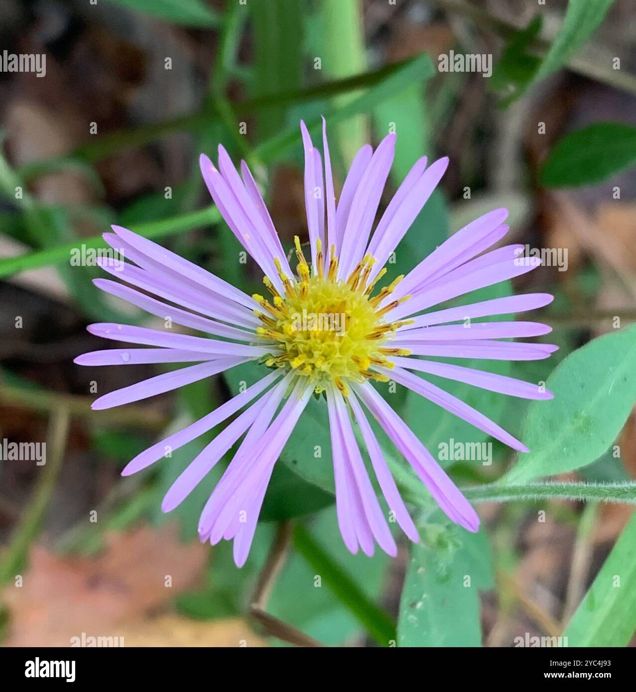 Aster carolinianus hi-res stock photography and images - Alamy
