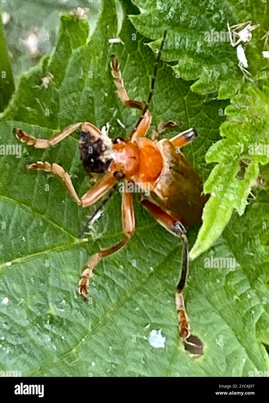 (Cantharis livida) Insecta Stock Photo - Alamy